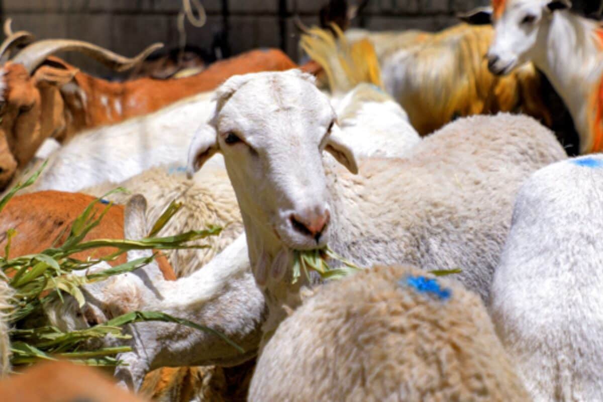 Won’t sacrifice goats: Muslims in Solapur temple town say as Bakri Eid ...