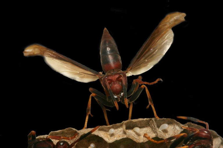 Study finds worker wasps keep colony running while others fight for queen