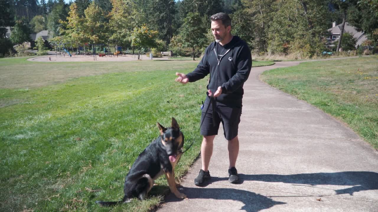 Training your dog to avoid dangerous situations