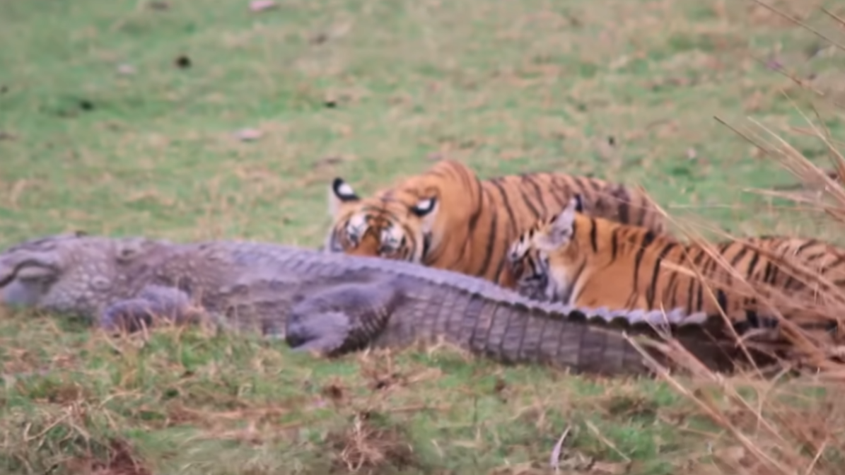 Watch this tigress and her cubs feast on a crocodile they just killed