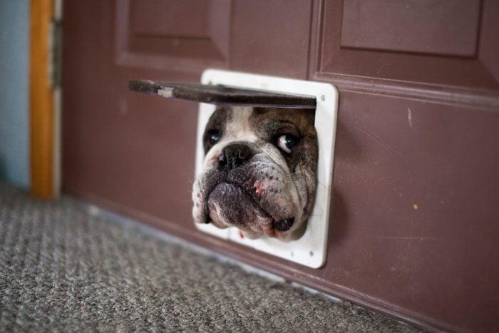 30 dog photos that will light up your day