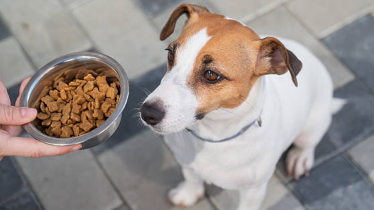 Why your dog won't eat and how to fix it, according to Purina experts