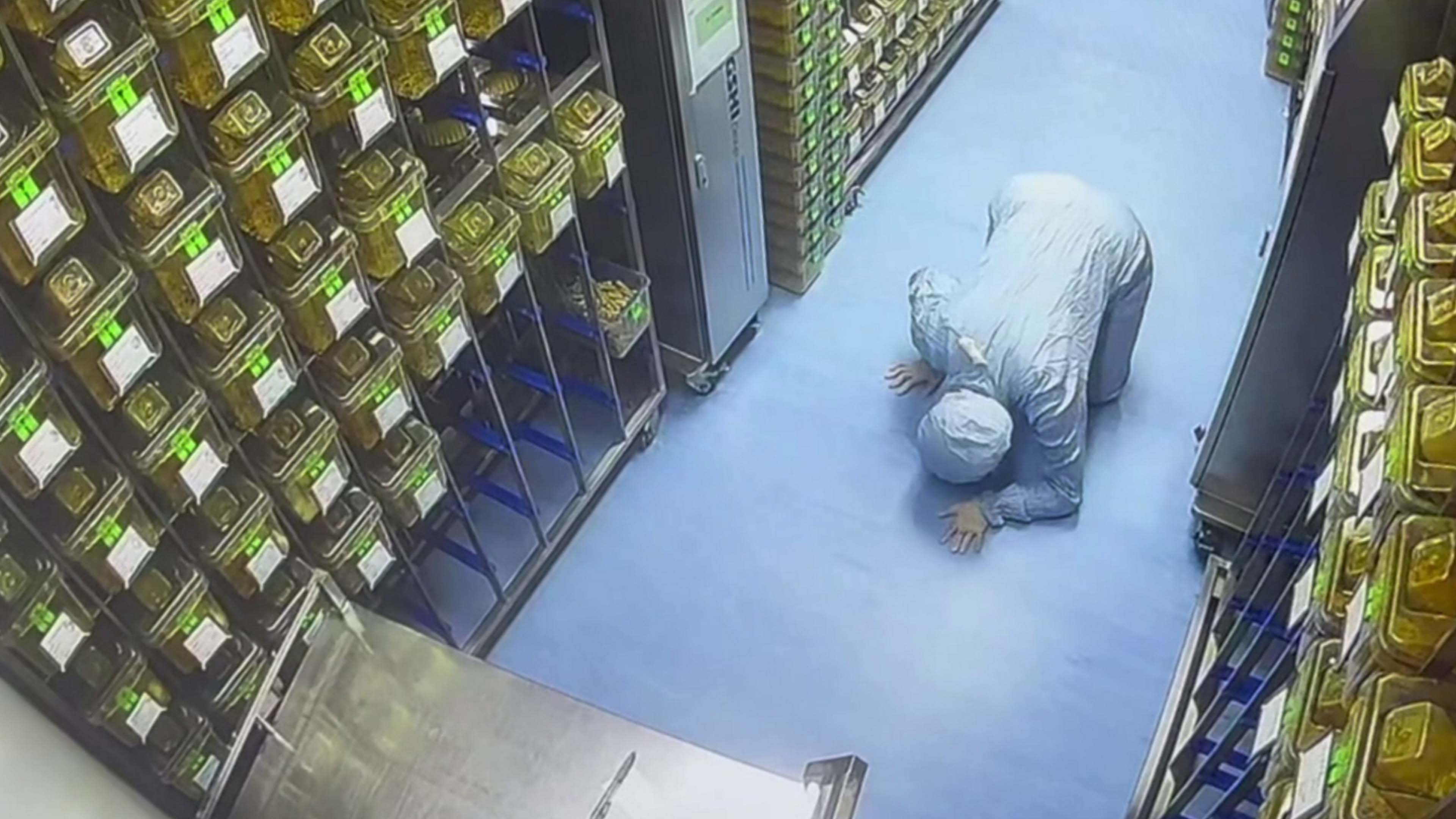 Sneaky lab mouse avoids capture by climbing on lab tech's shoulder in ...