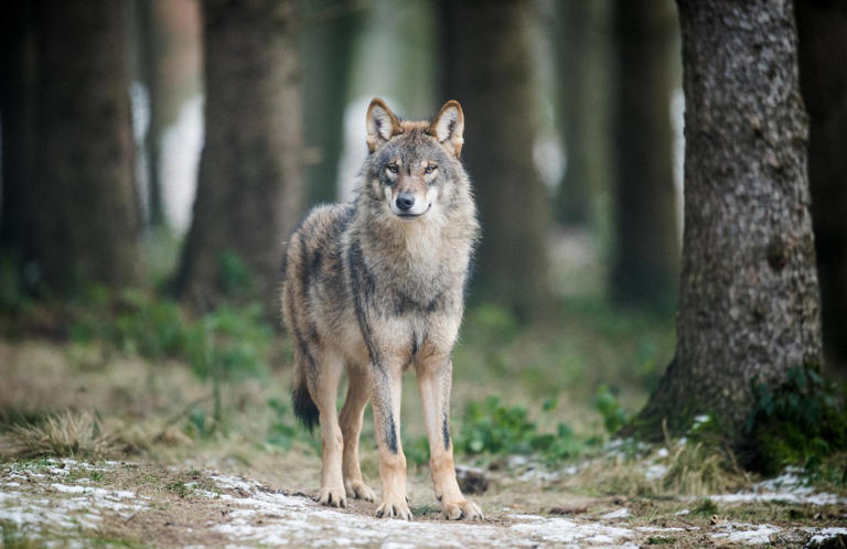 Dritter Wolf im Bezirk Zwettl in Niederösterreich erlegt