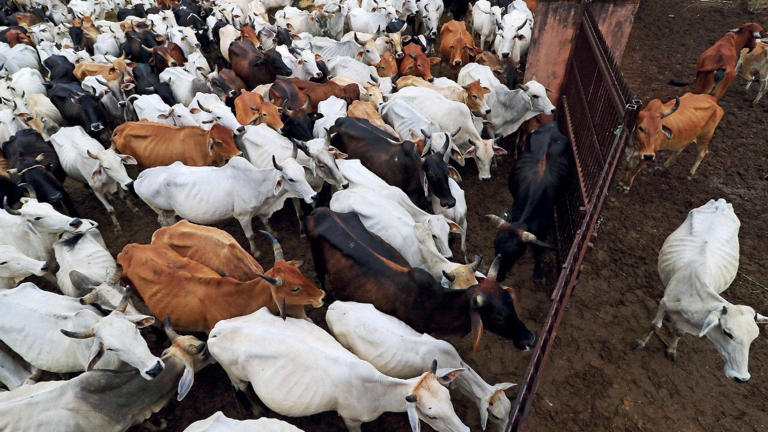 Cow sacrifice not essential to Bakrid: Madras High Court orders ...