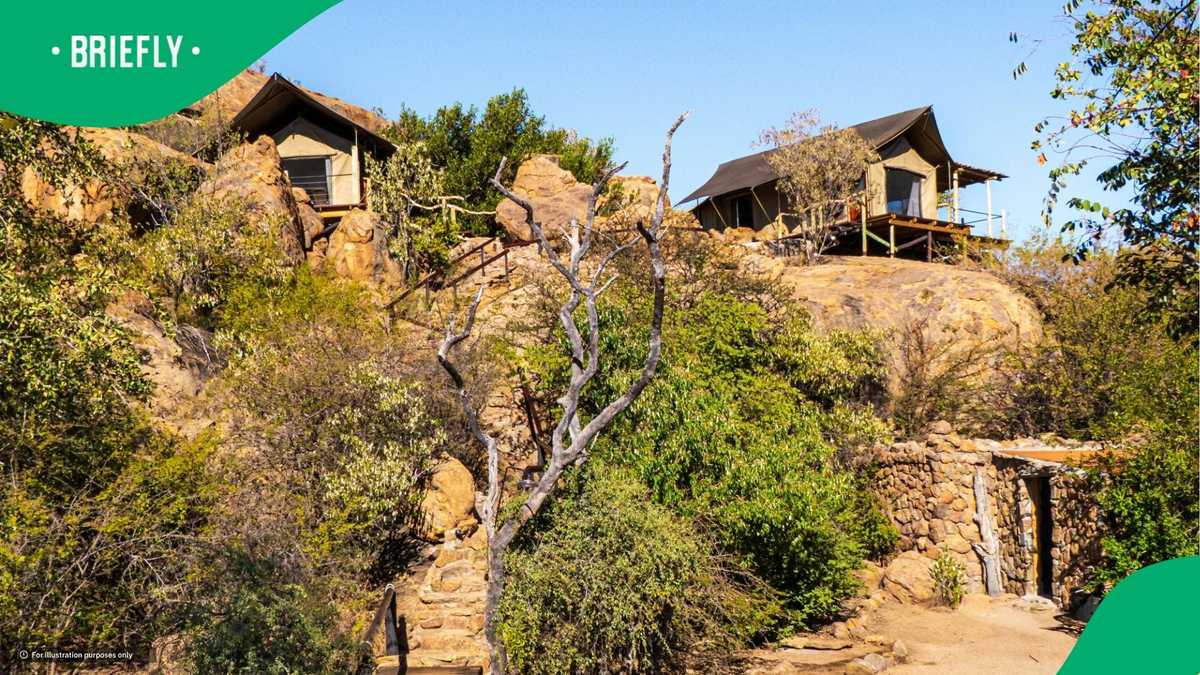 Limpopo visitors terrified by African python slithering by their room ...