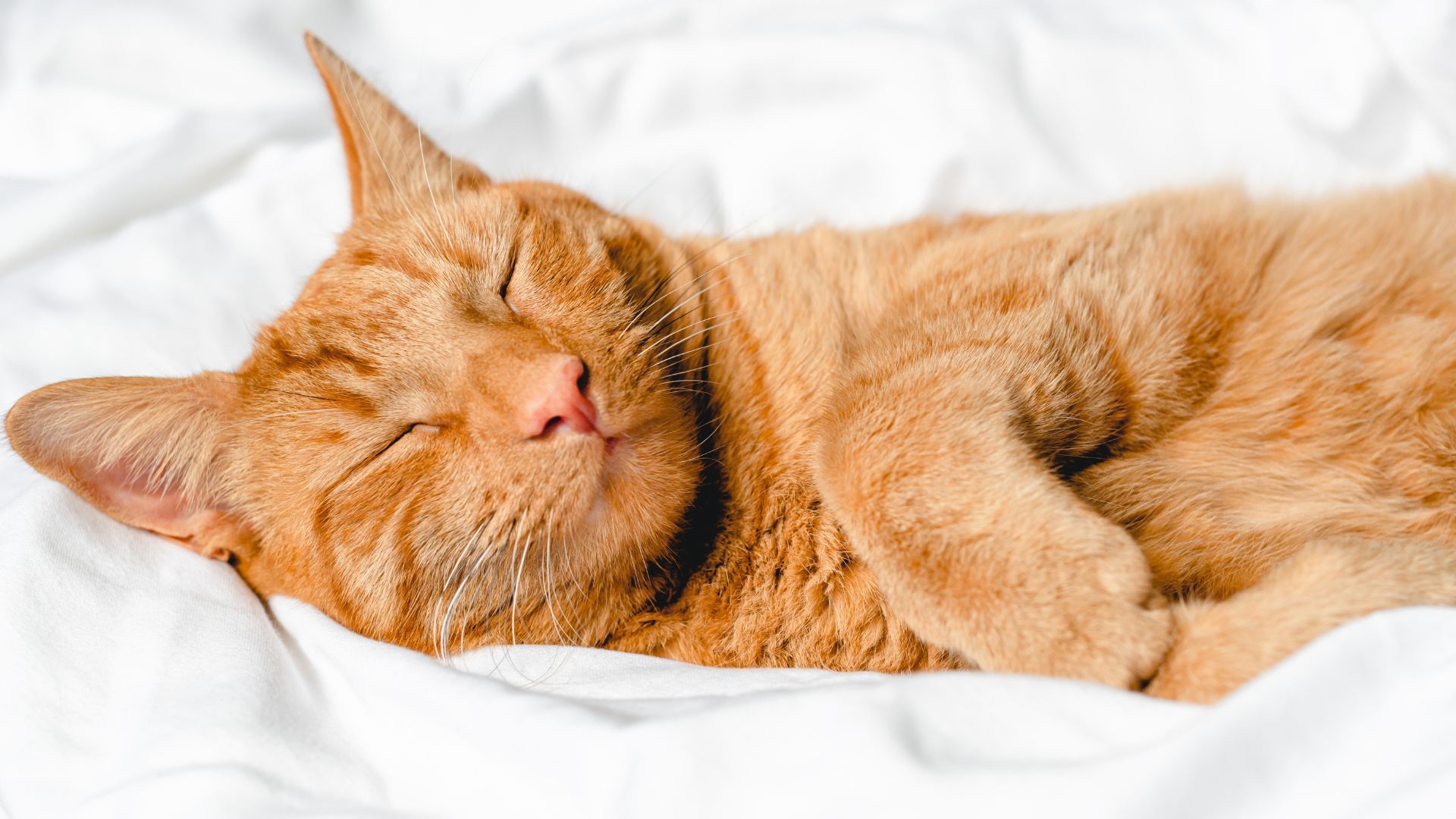The best dog and cat names