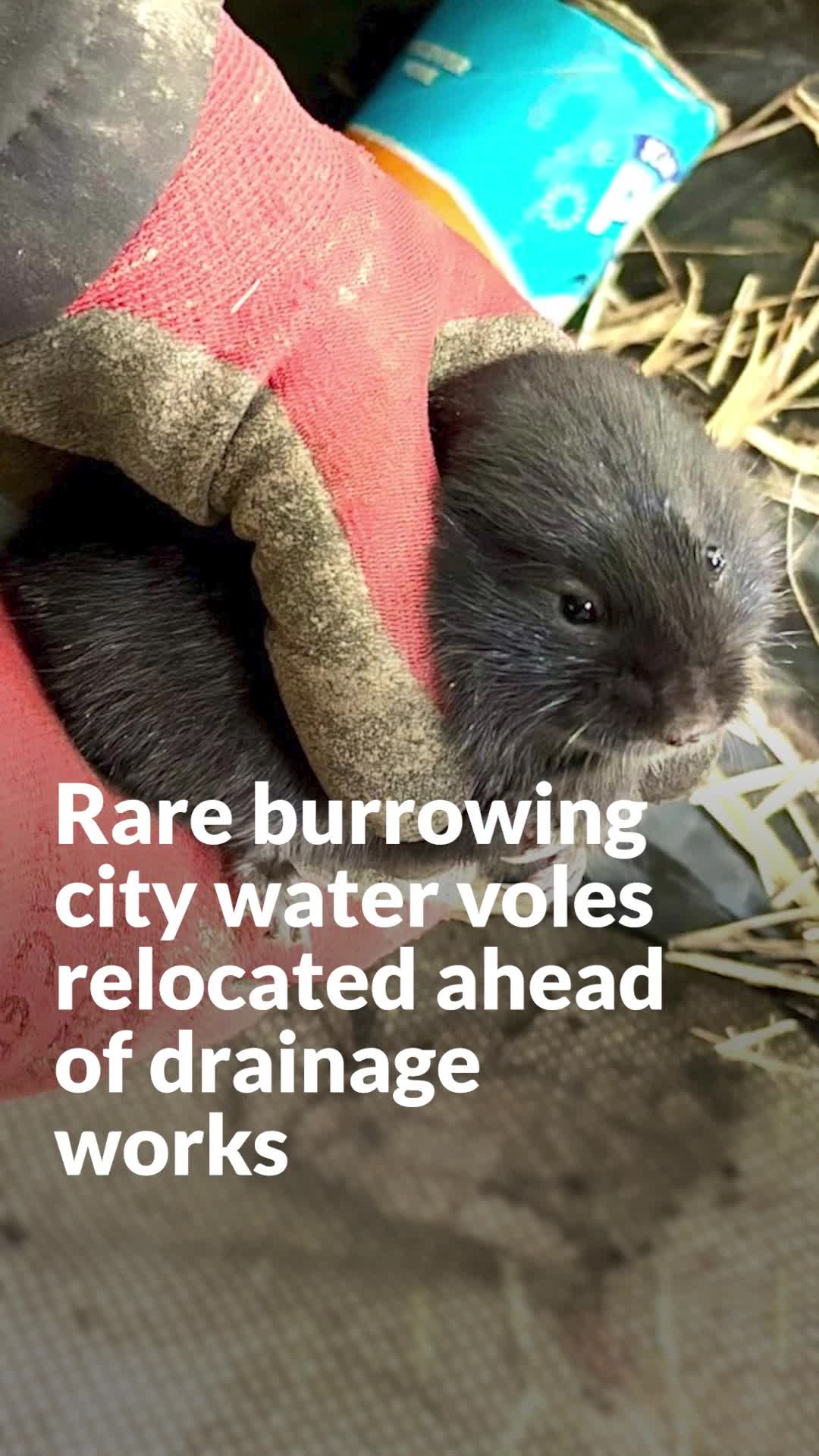 Rare burrowing city water voles relocated ahead of drainage works