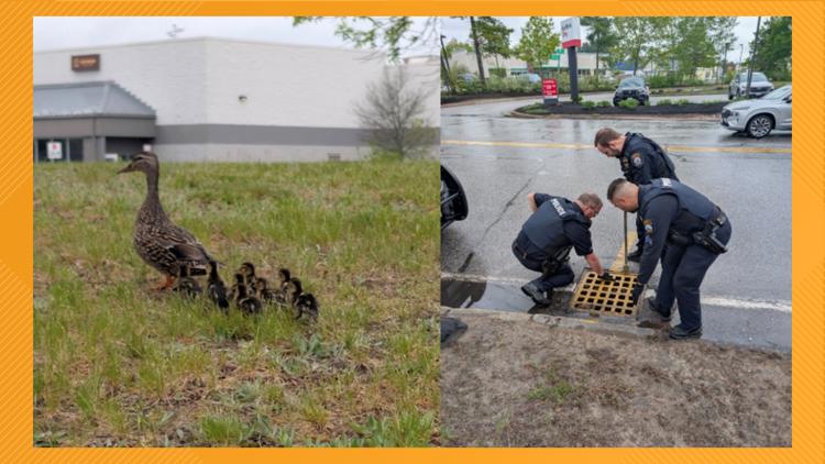 A rainy rescue mission: Windham police save 10 ducklings from storm drain