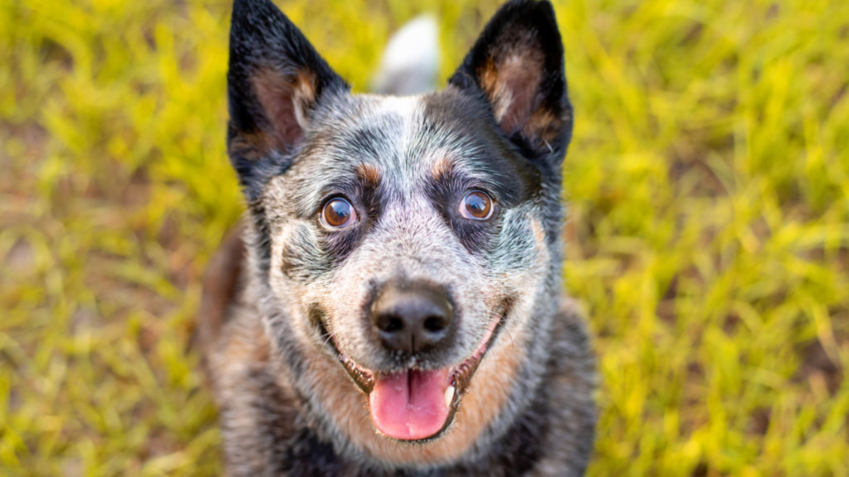 Why do many owners claim that their pets are like guardian angels?