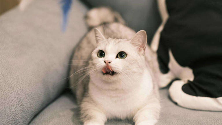 Munchkin Persian cat has the funniest reaction to a pillow that looks ...
