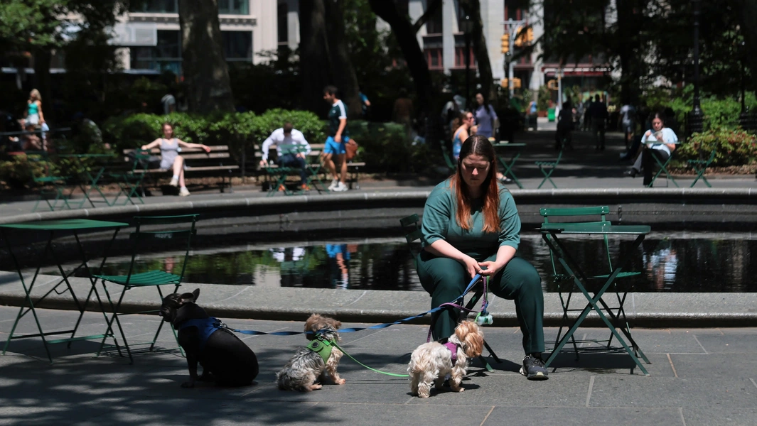 Experts share key tips to protect dogs in hot weather
