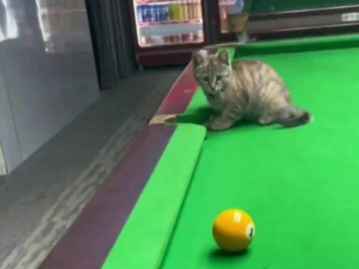 Gatinho fofo rouba a cena ao ajudar homem a vencer partida de sinuca