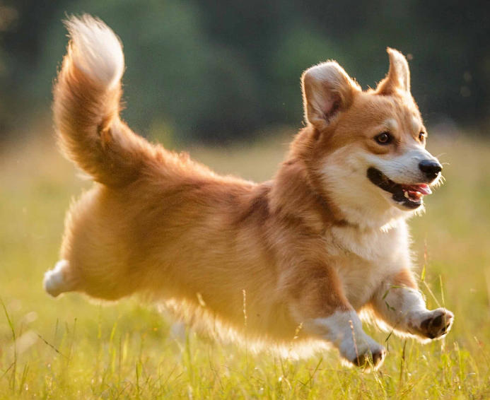 How to train your dog to come running every single time you call