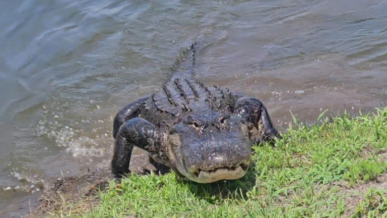 State officials warn alligator sightings may increase with mating ...