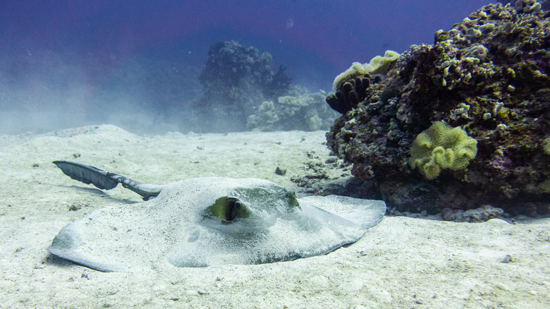 Should you always wear fins when snorkeling?