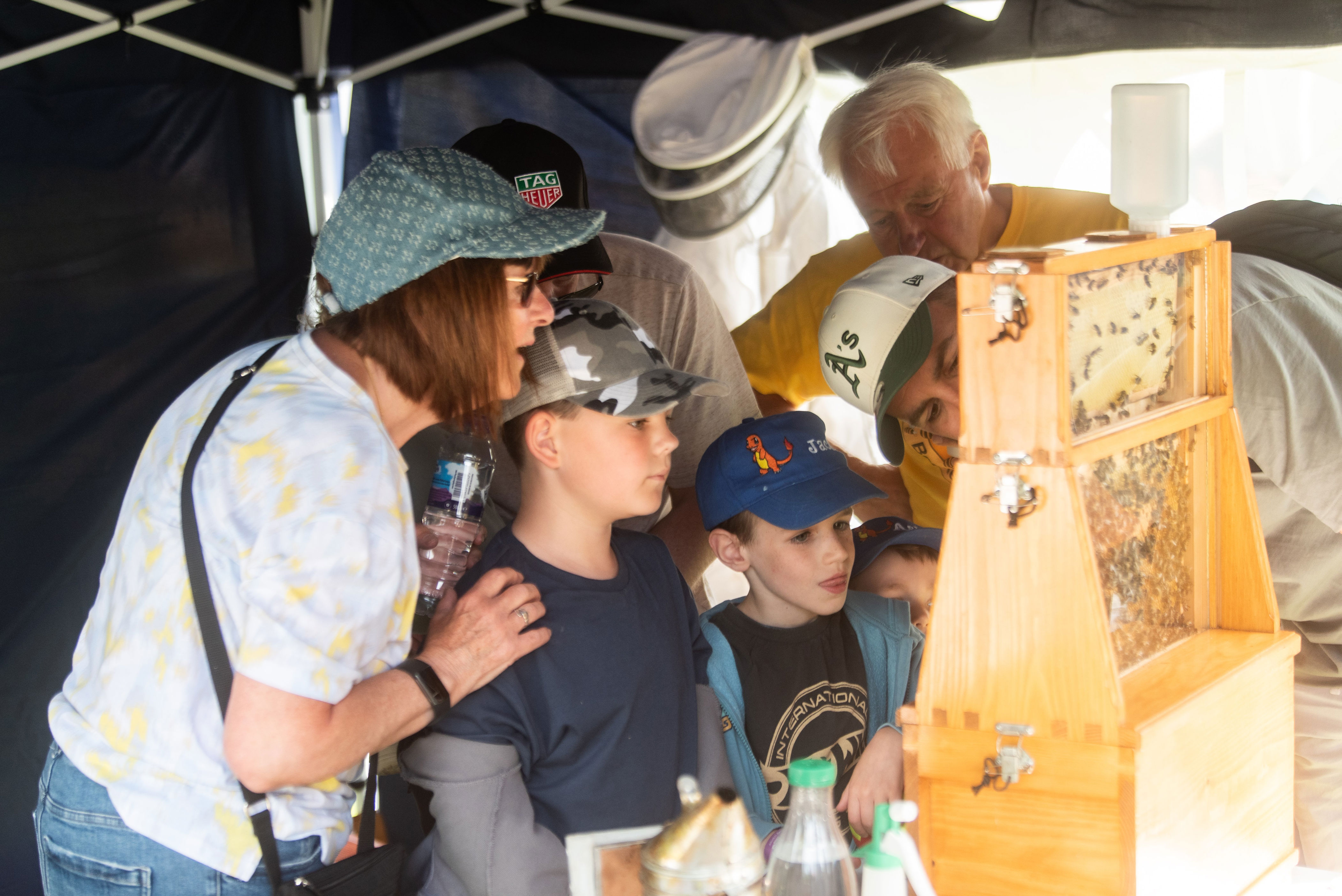 19 insightful pictures of families at Lytham Hall for Bee Awareness Day ...