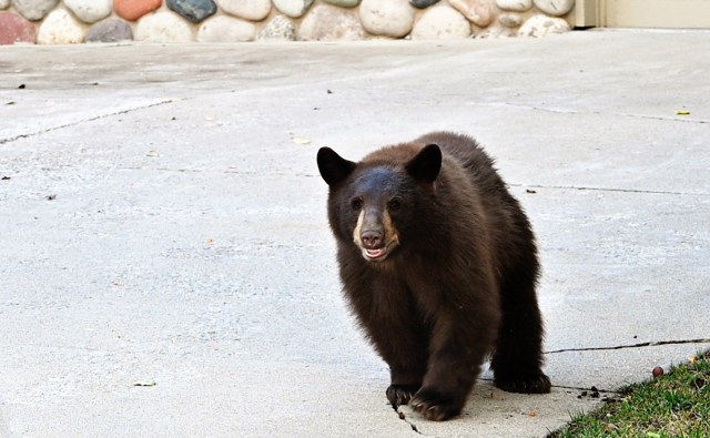 Police urge residents to stay alert after bear spotted near Tennessee ...