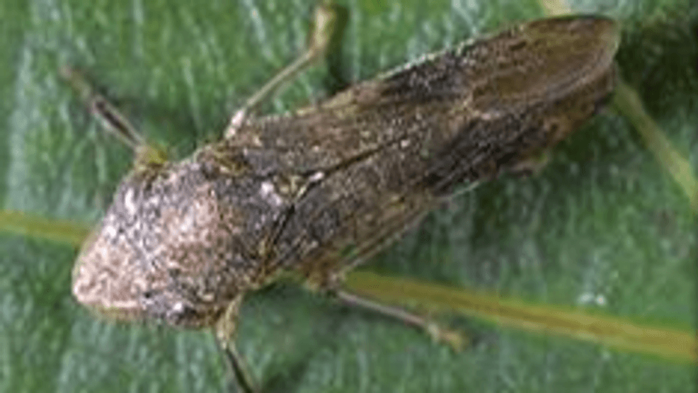 Butte County agricultural commissioner warns of invasive pest on Costco ...