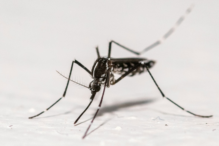 Chikungunya, dengue, Zika : 92 cas importés dans l'Hexagone depuis ...