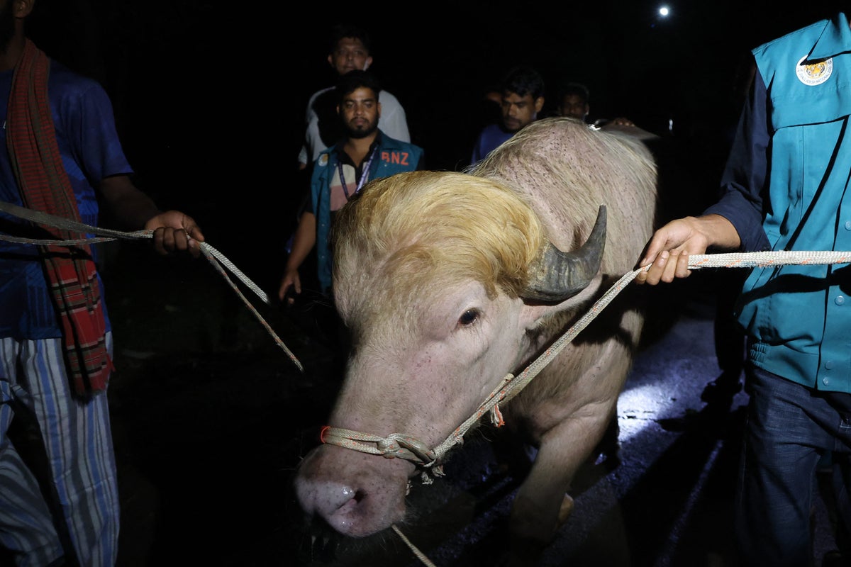 Donald Trump: The buffalo saved from Eid sacrifice in Bangladesh