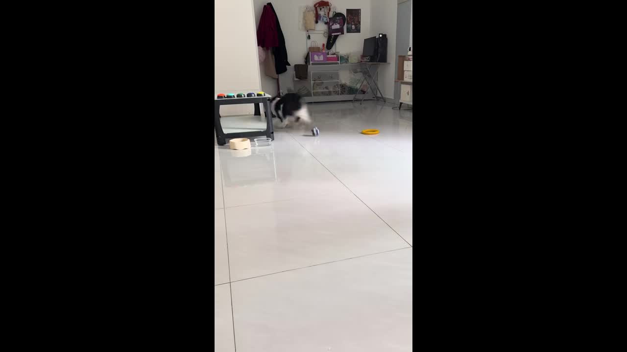 Dog repeatedly triggers squeaky toy before resting in Shaanxi, China