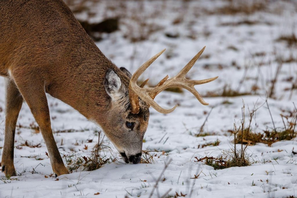 What you should do when you find shed deer antlers in your yard