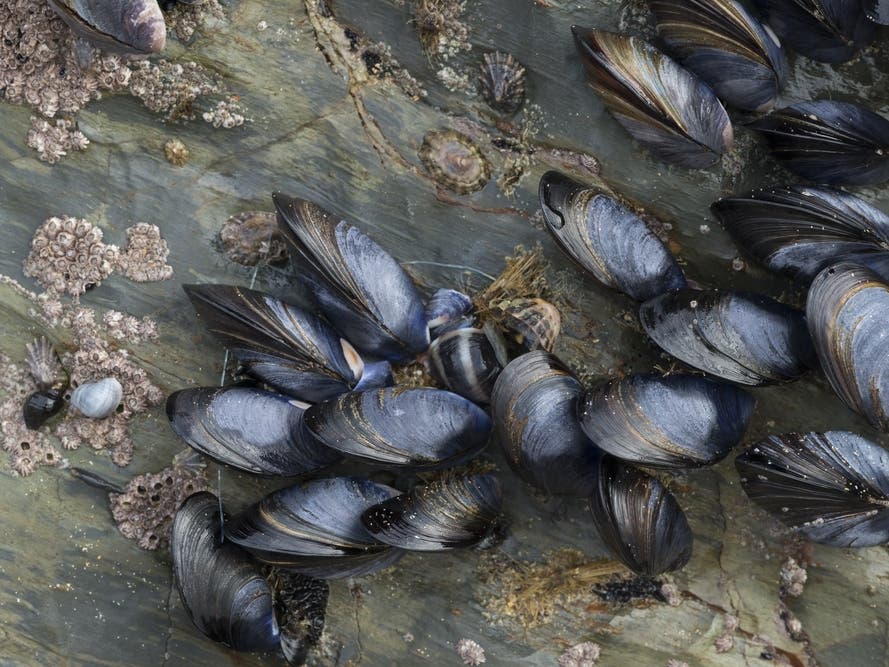 County officials warn against eating sport-harvested shellfish amid ...