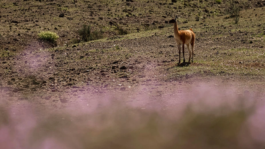 Llamas vs alpacas: More than just cute faces