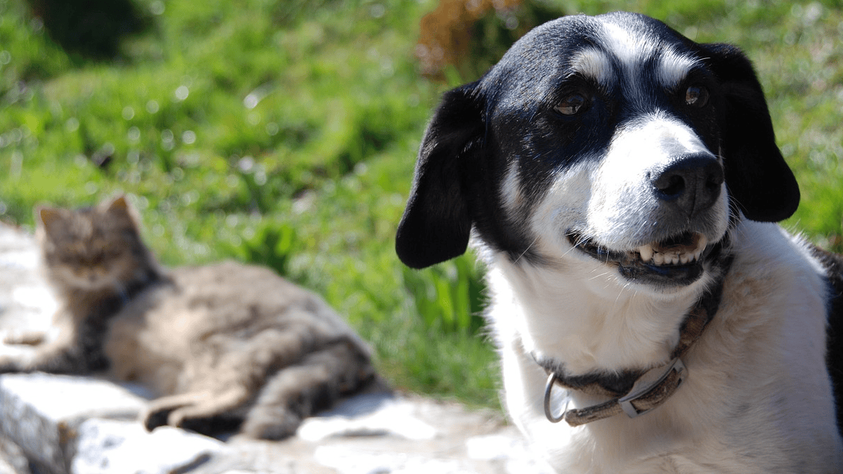 Why do many owners claim that their pets are like guardian angels?