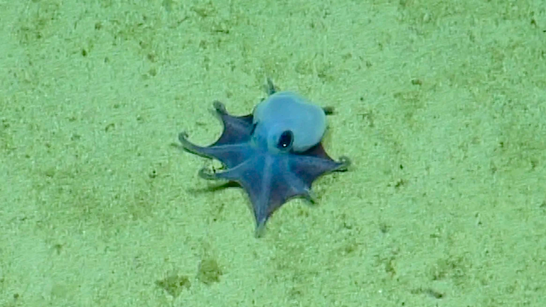New 'alien' octopus species discovered deep off Galápagos (video)