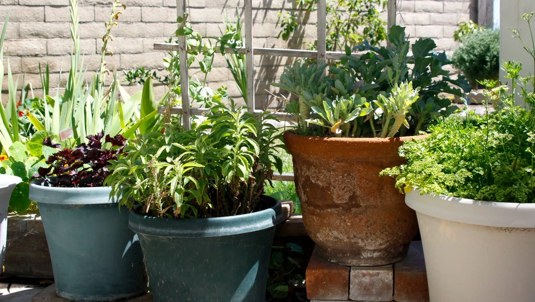 Small space, big harvest with container gardening