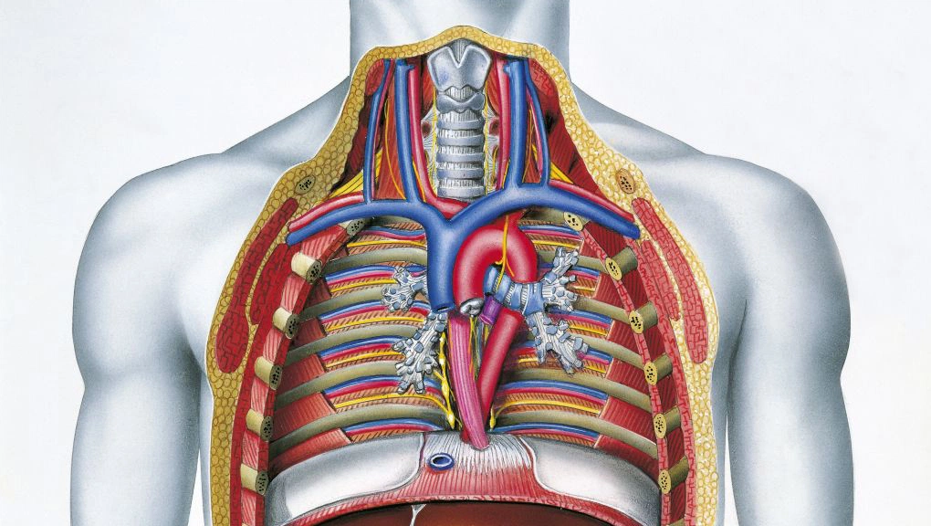 Chest pain decoded for everyday peace of mind
