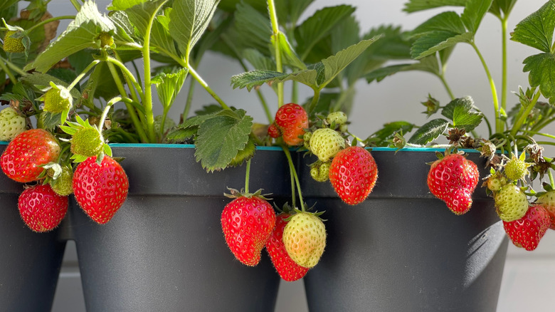 This easy pool noodle hack is a game-changer for your potted plants