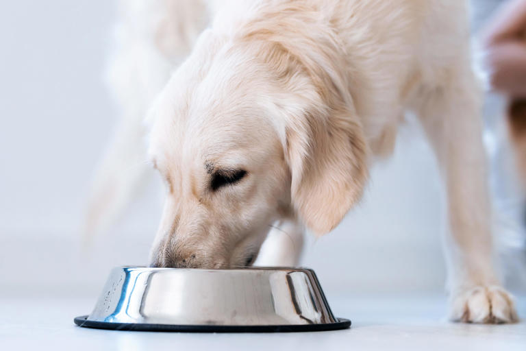 Dog food recalled for possible listeria contamination. What to throw out