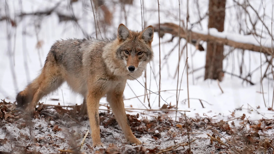 Ford demonstrates wolf howl tactic after Markham coyote attacks