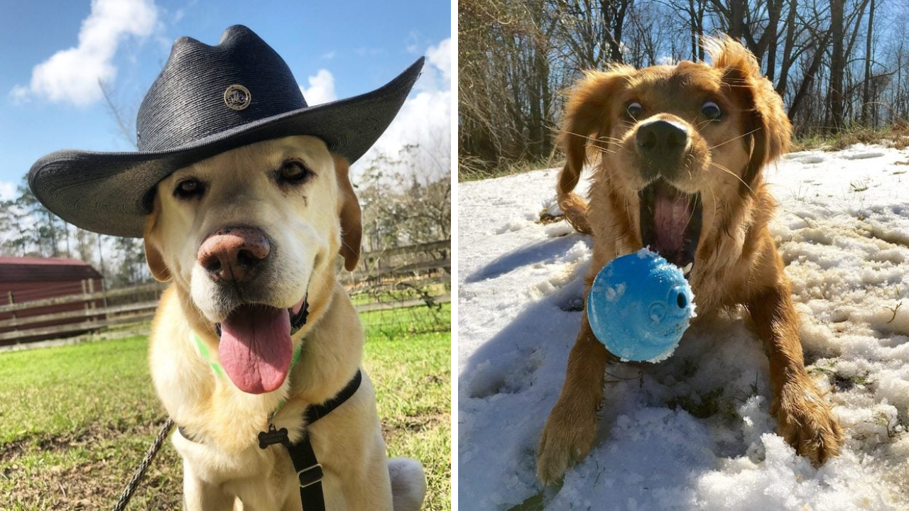 30 dog photos that will light up your day