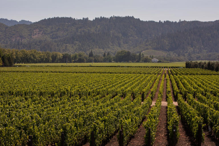 Fresh hell for California’s crippled wine industry as values hit rock ...