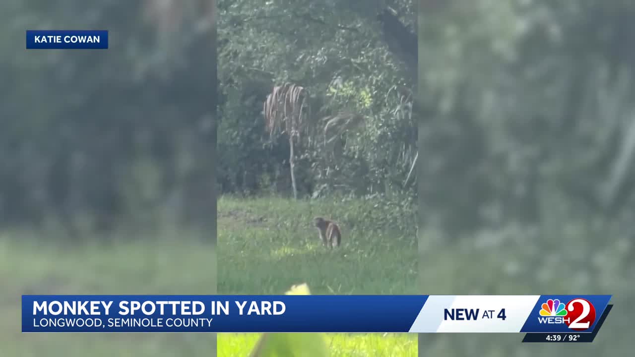 Monkey spotted in Longwood backyard