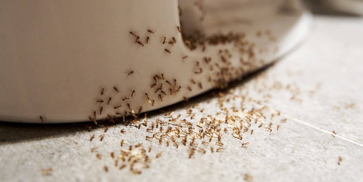 'There are ants in my loo!' Why ant infestations are surging this ...