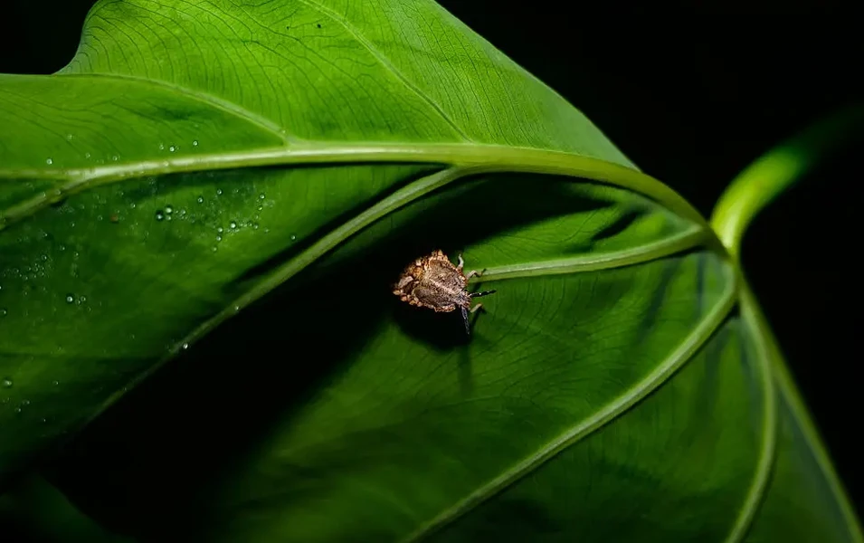 Experts share natural methods to combat invasive stink bugs