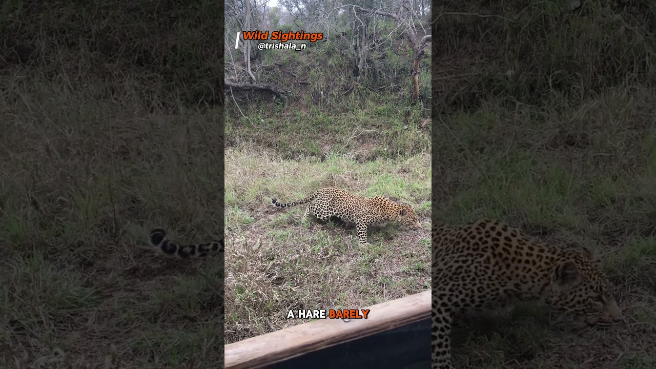 Hare’s daring escape: Leopard misses by seconds!