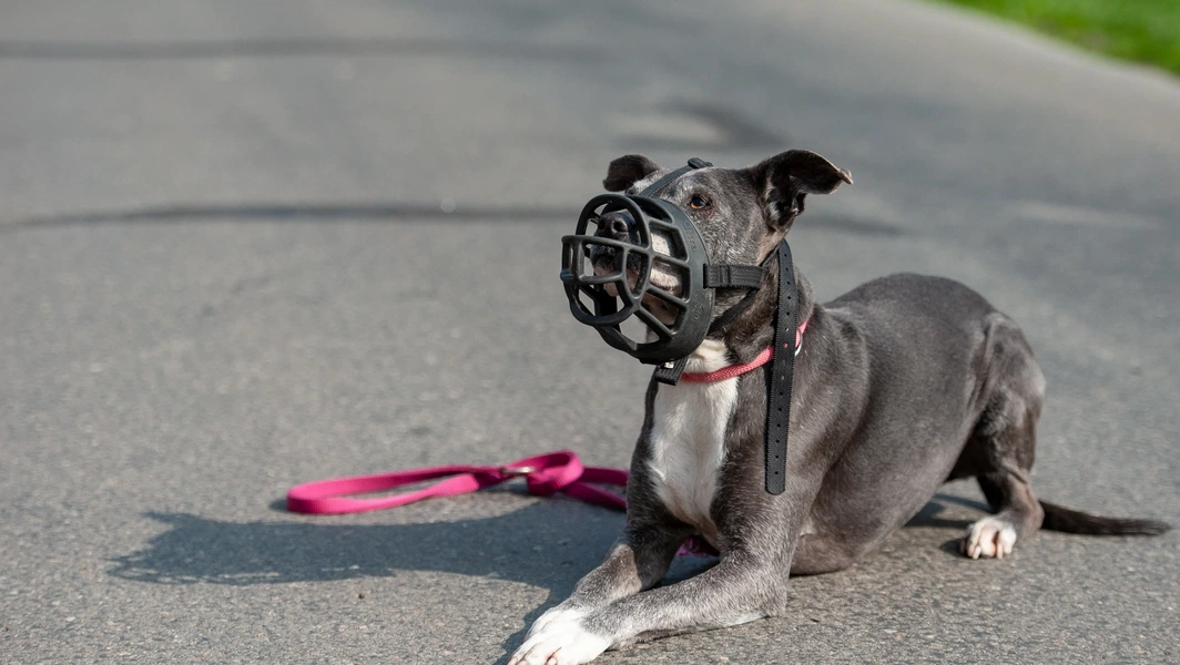 Experts stress early puppy socialization before 14 weeks