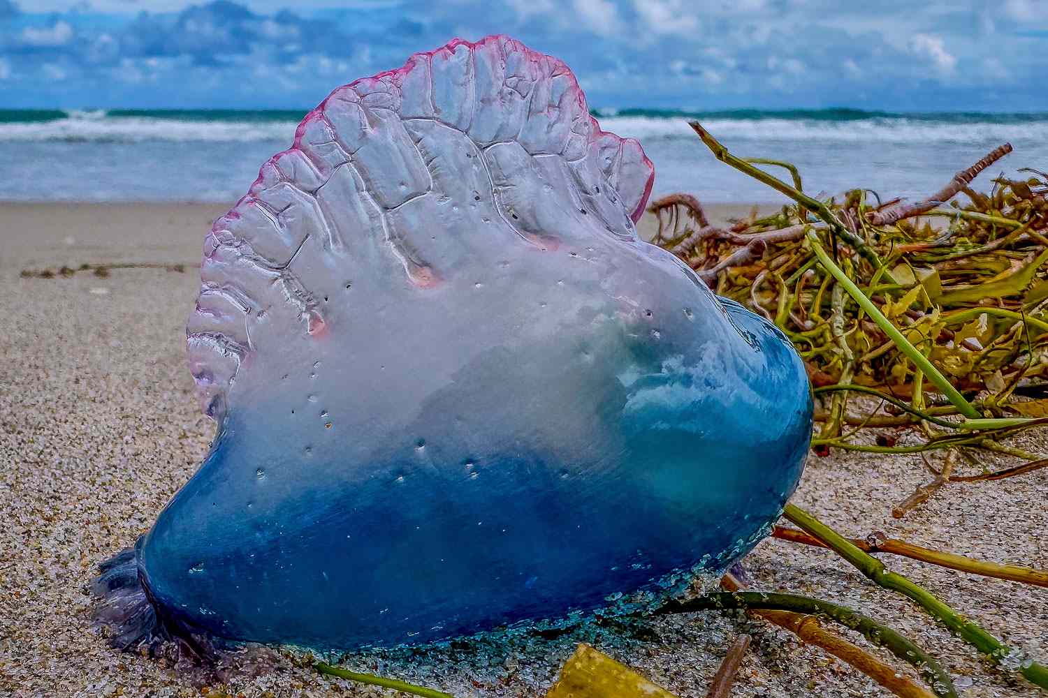 Venomous sea creatures that 'can still sting on land' are appearing on ...