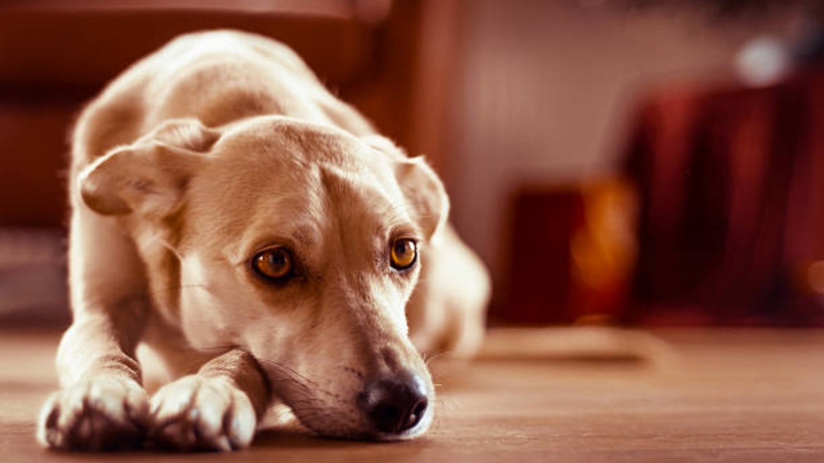 Is your dog sad? Signs of depression many owners ignore