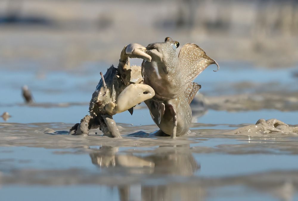Muddy duel to the death between a crab and fish was runner-up in a top ...