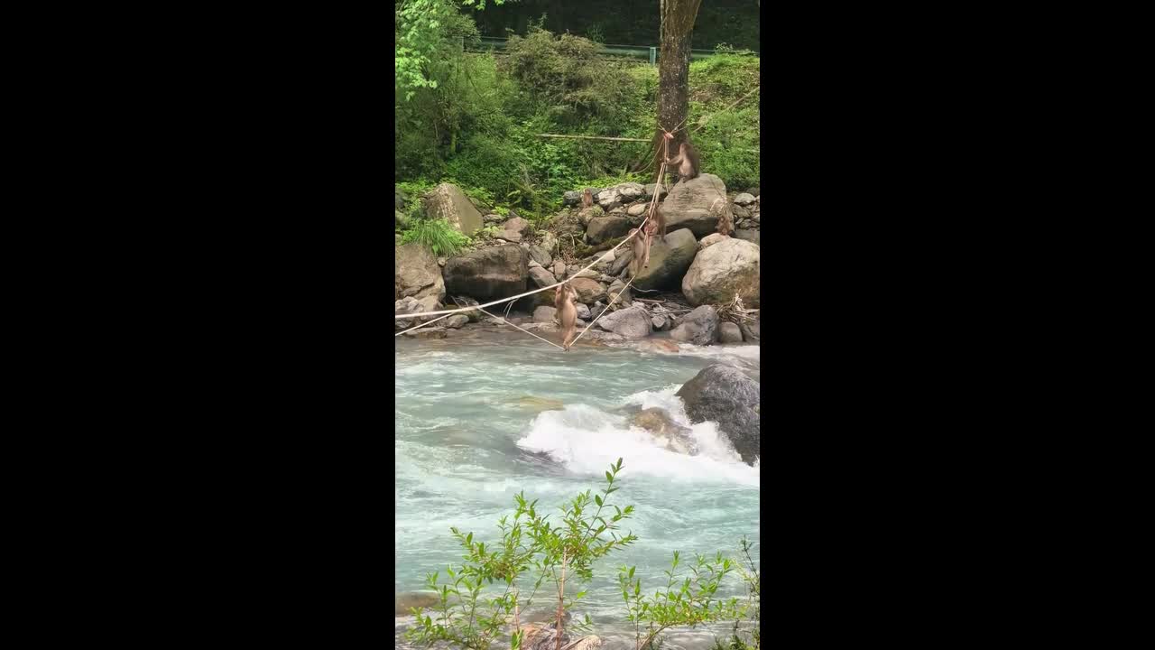 Macaques cross rope bridge over river in Sichuan, China