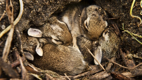 What to do when you find baby wildlife
