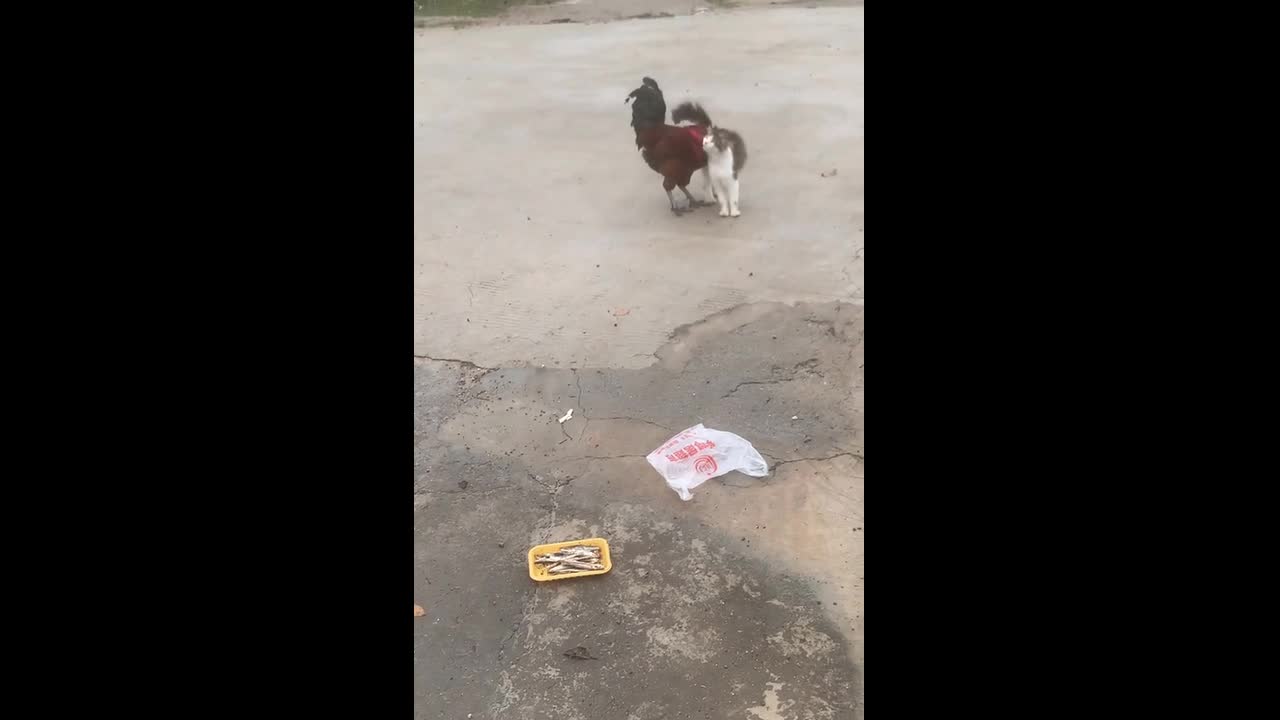 Cat affectionately follows rooster in Guangdong, China