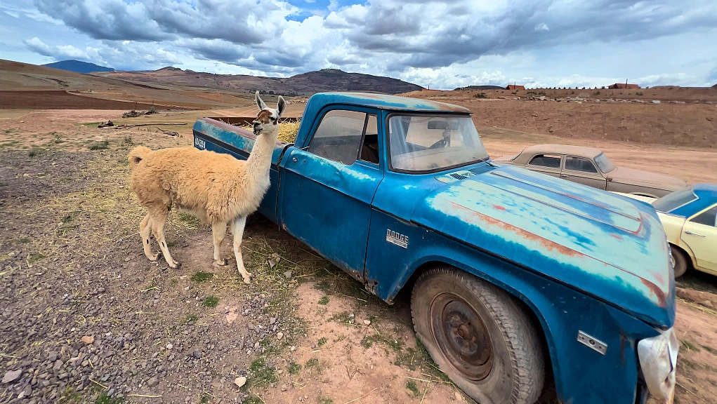 Llamas vs alpacas: More than just cute faces